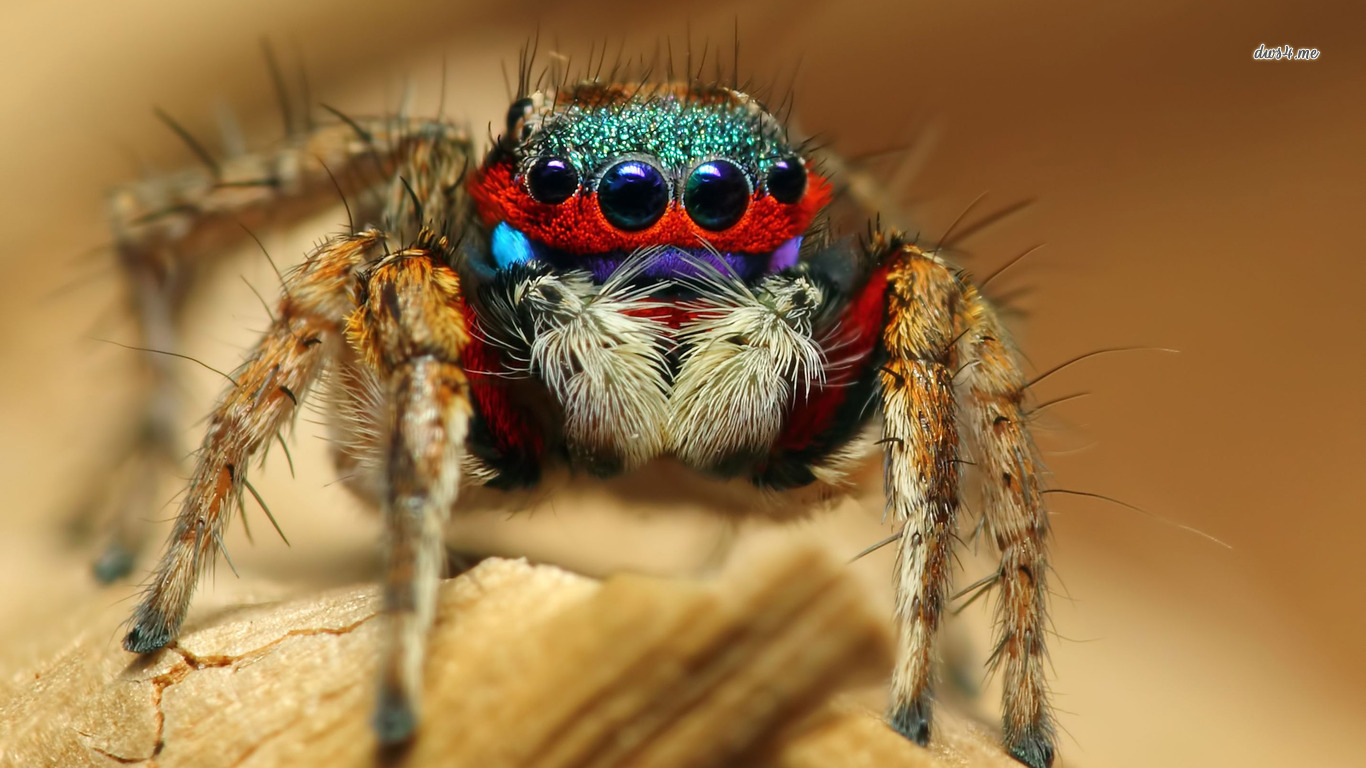 485225 Title Animal Spider Spiders Jumping Spider - Cute Spider ...