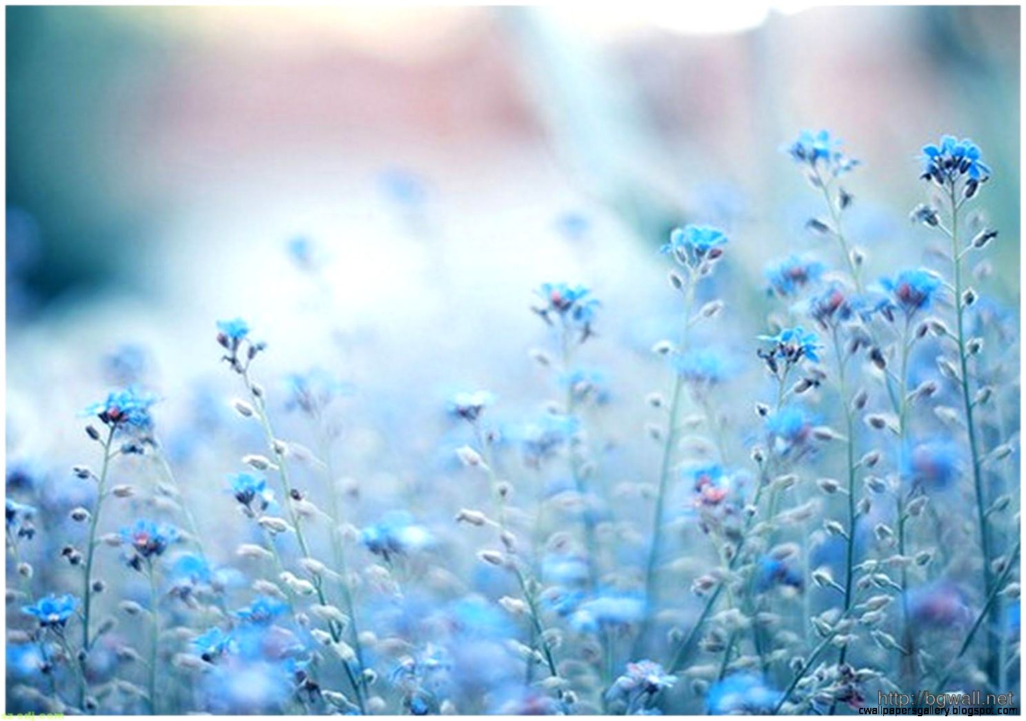blue flower wallpaper,blue,lavender,flower,plant,wildflower (#157244 ...