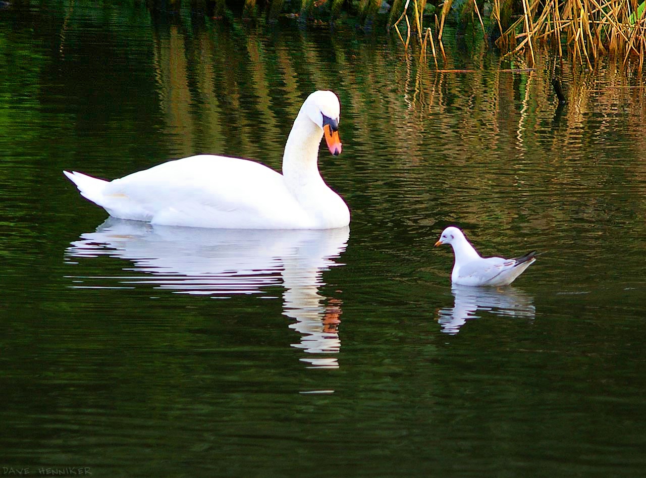 carta da parati del cigno,uccello,cigno,uccello acquatico,anatre,anatra ...
