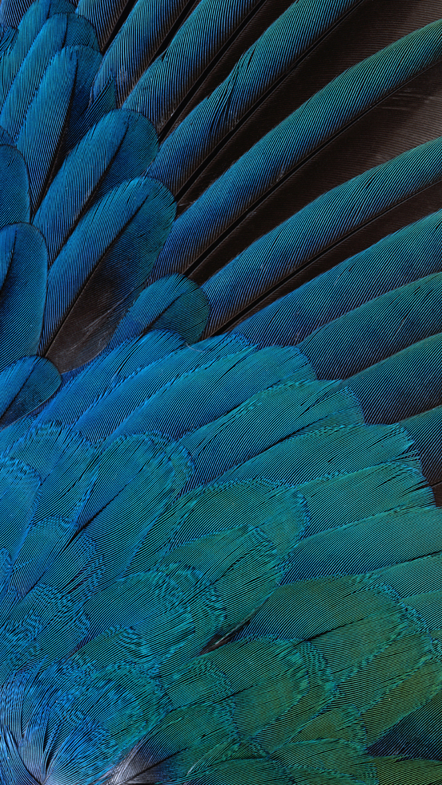 feather wallpaper,blue,turquoise,aqua,teal,feather (#157711) - WallpaperUse