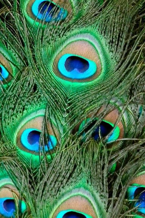 mor pankh hd壁紙ダウンロード,フェザー,閉じる,クジャク,天然素材,エレクトリックブルー (#162093) - WallpaperUse