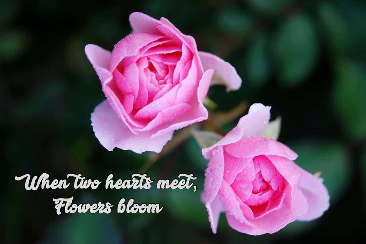 gulab ka phool wallpaper hd,flower,flowering plant,garden roses,pink ...