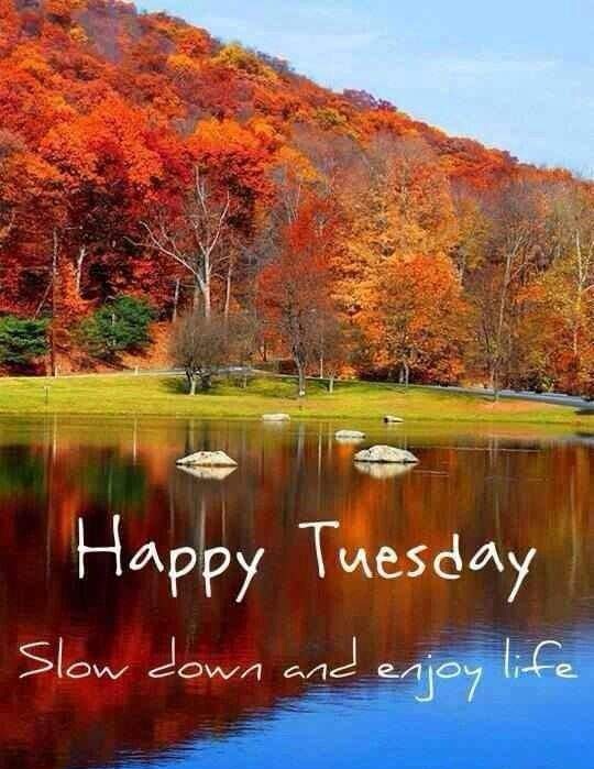 gulab ka phool wallpaper hd,natural landscape,nature,reflection,tree ...