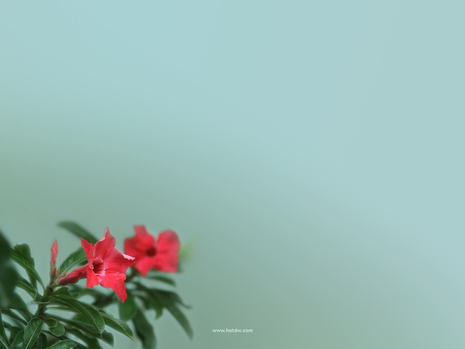 Powerpoint Backgrounds Powerpoint Templates - Background Tugas Bahasa ...