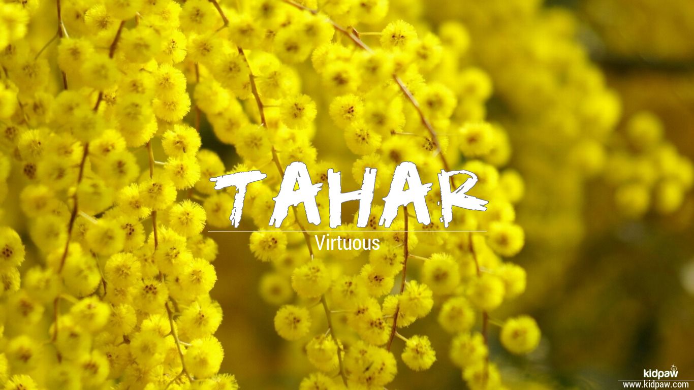 Ammar Name Wallpaper - Tahir Name Meaning In Hindi- WallpaperUse