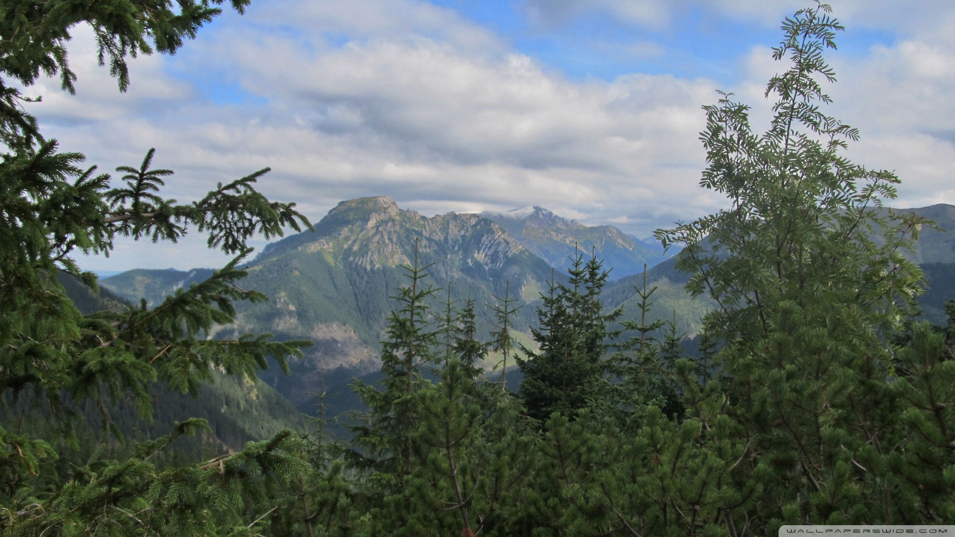 Shortleaf Black Spruce- WallpaperUse