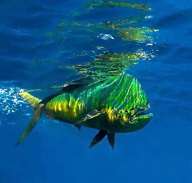 Mahi Mahi Shark Fish- WallpaperUse