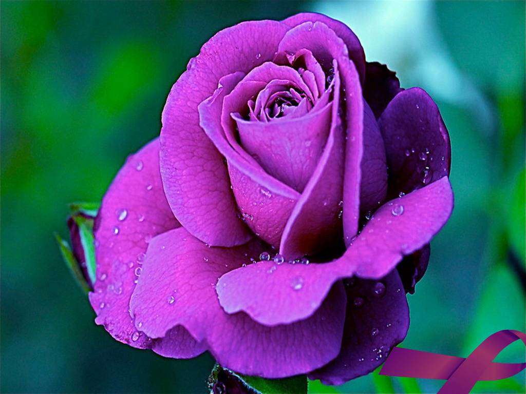 Purple Rose Normal Resolution Hd Wallpaper - Rose Flowers Photos ...
