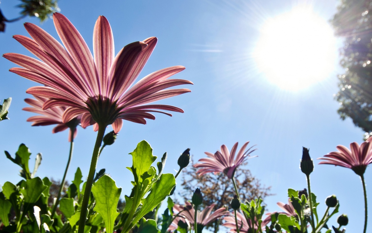 fond wallpaper,flower,nature,sky,plant,petal (#169232) - WallpaperUse