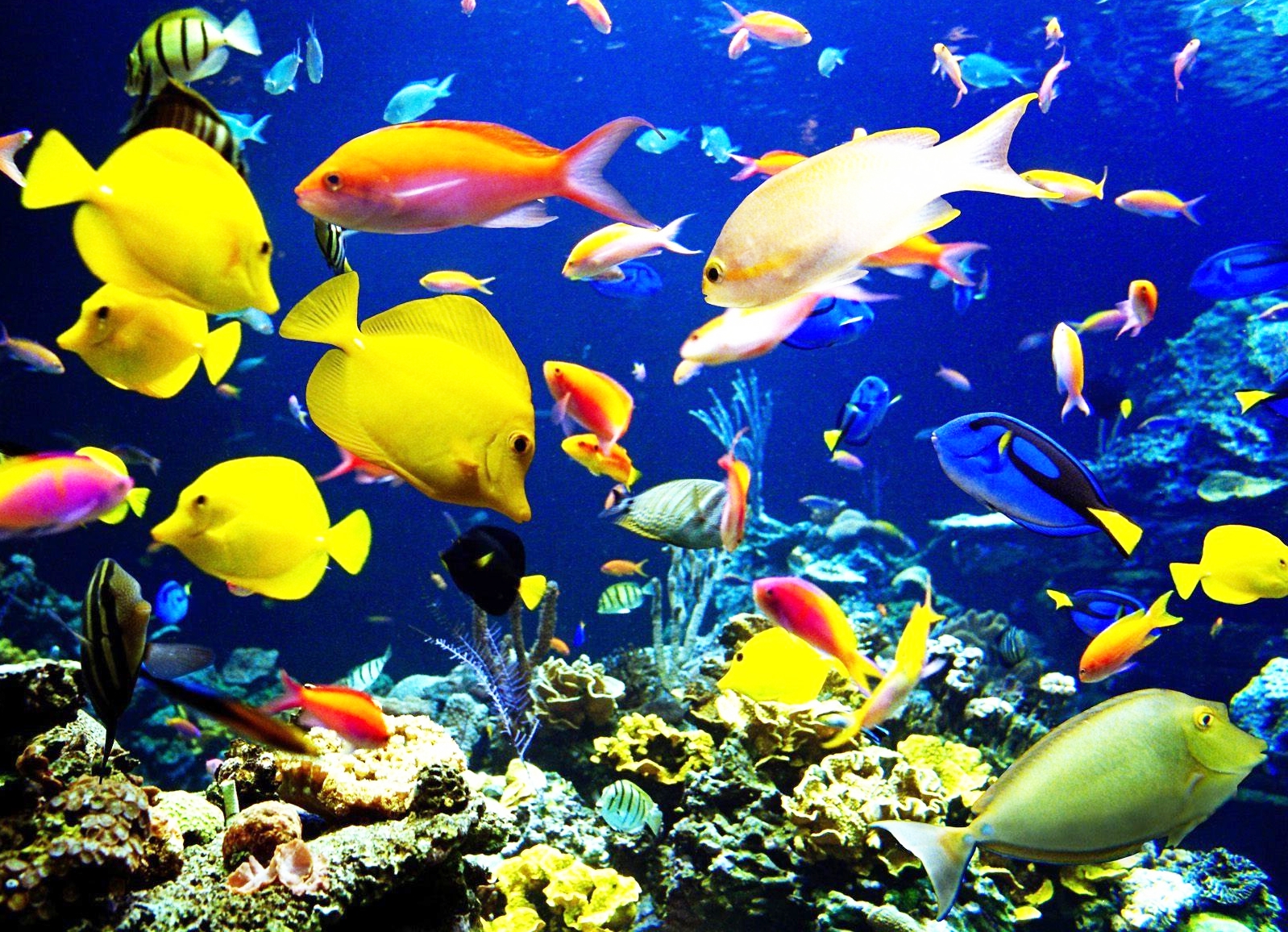 Temperate Oceans Animals- WallpaperUse