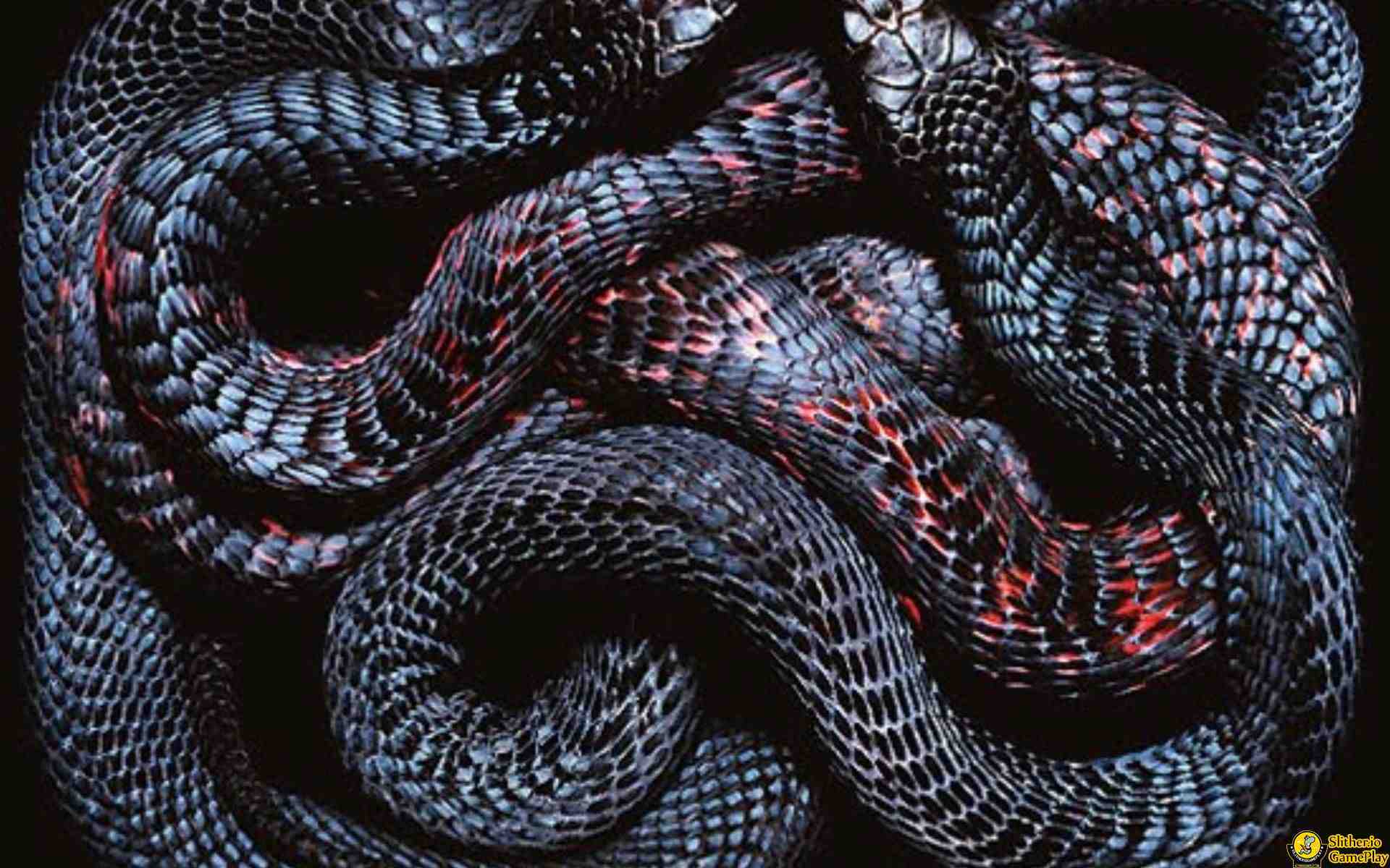 slither io wallpaper,snake,reptile,scaled reptile,serpent,colubridae ...