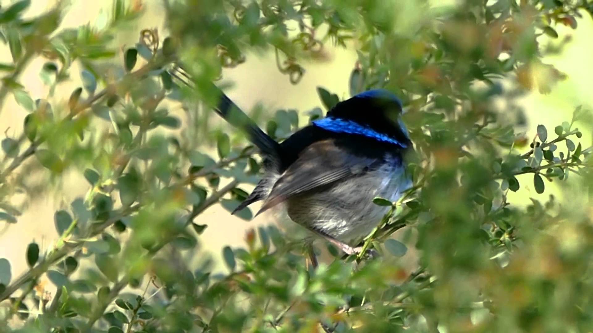 superb wallpapers hd,bird,jay,beak,perching bird,blue jay (#171919 ...