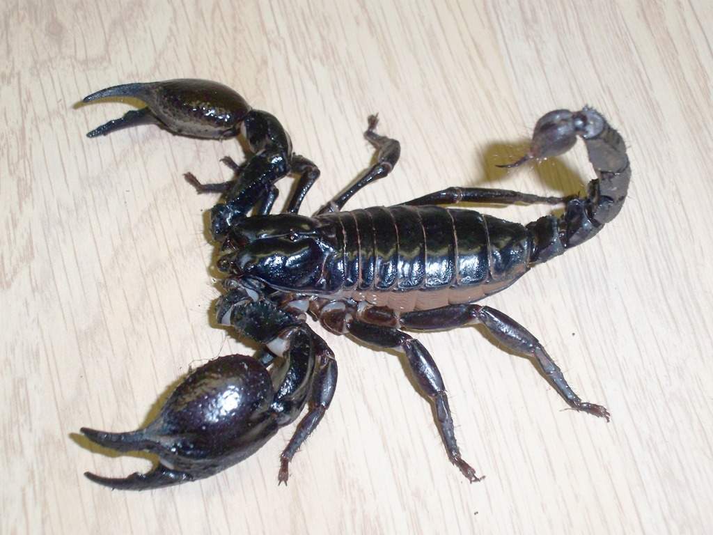 wallpaper sepatu bola,scorpion,invertebrate,arthropod,arachnid,insect ...