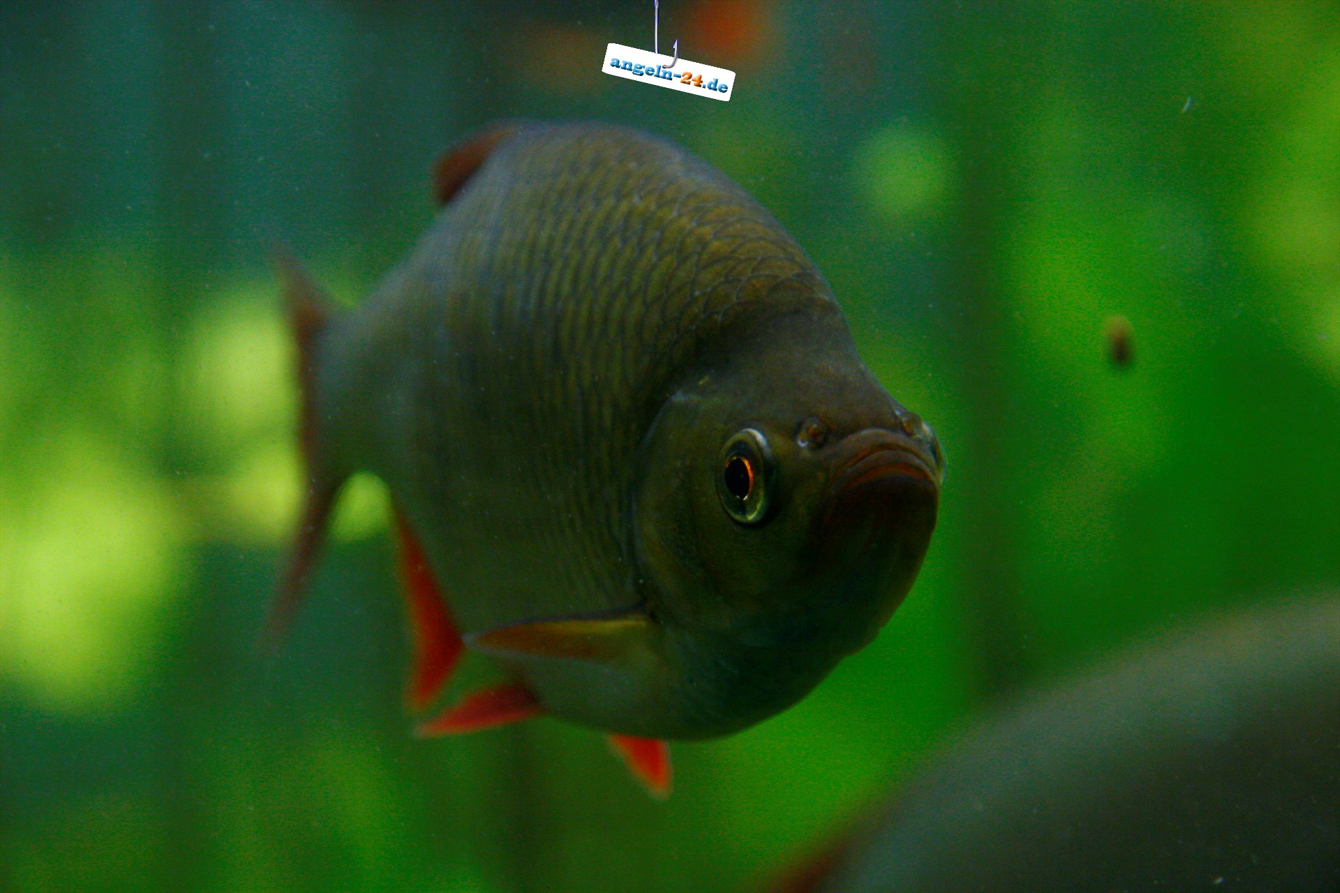 angeln wallpaper,fish,fish,green,organism,pomacentridae (#175239 ...