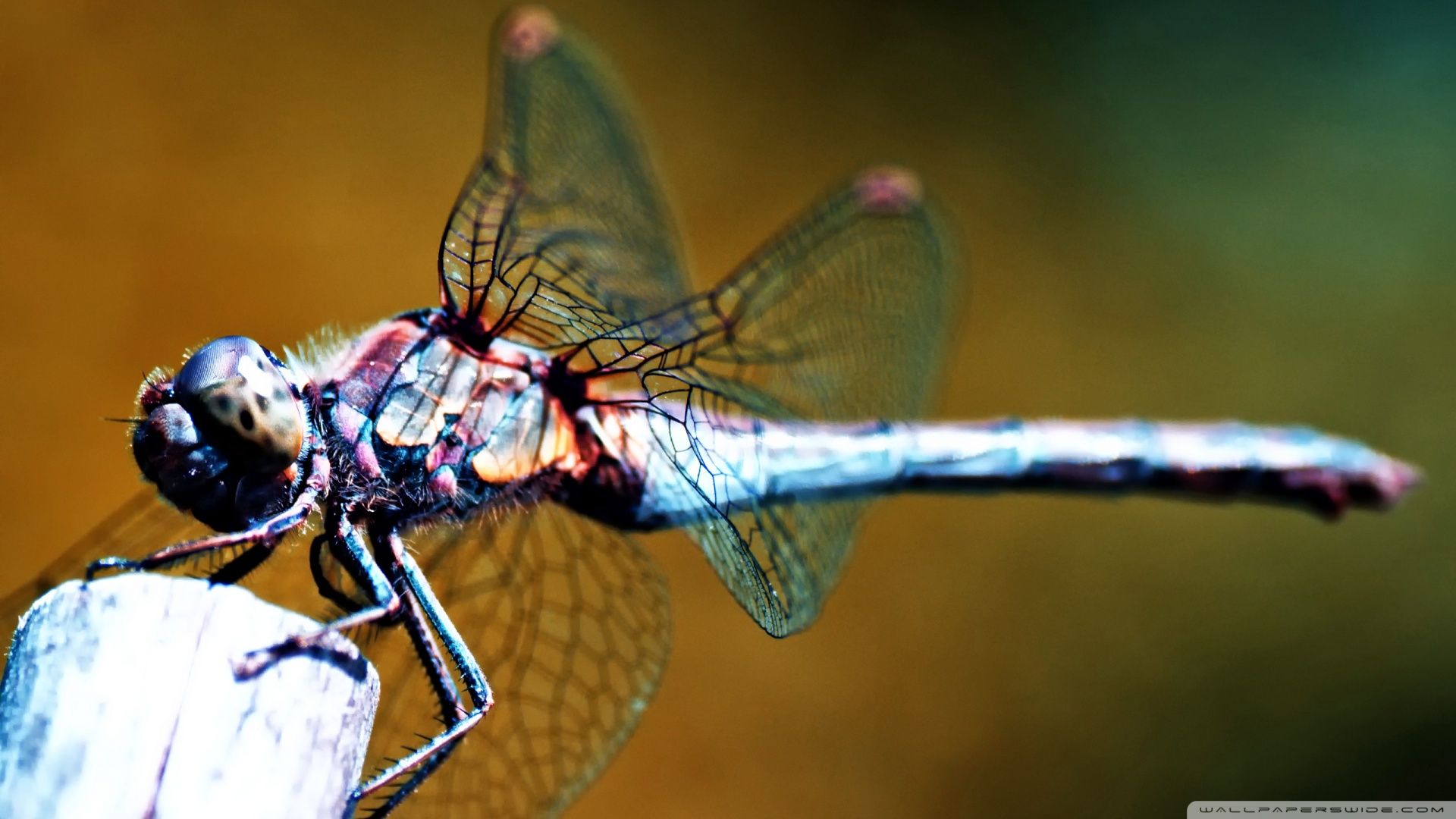 carta da parati informatak,libellula,insetto,libellule e damseflies ...