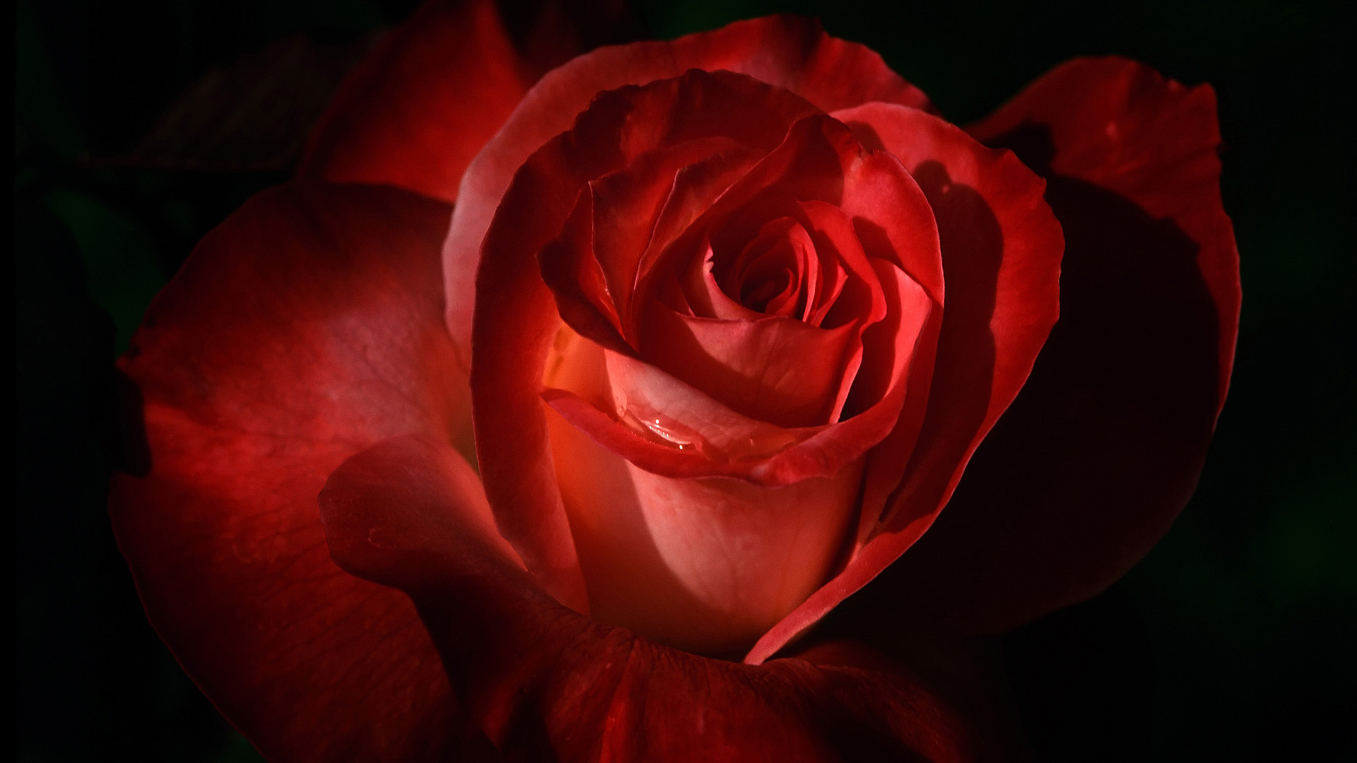 flower theme wallpaper,red,garden roses,petal,flower,rose (#184398 ...