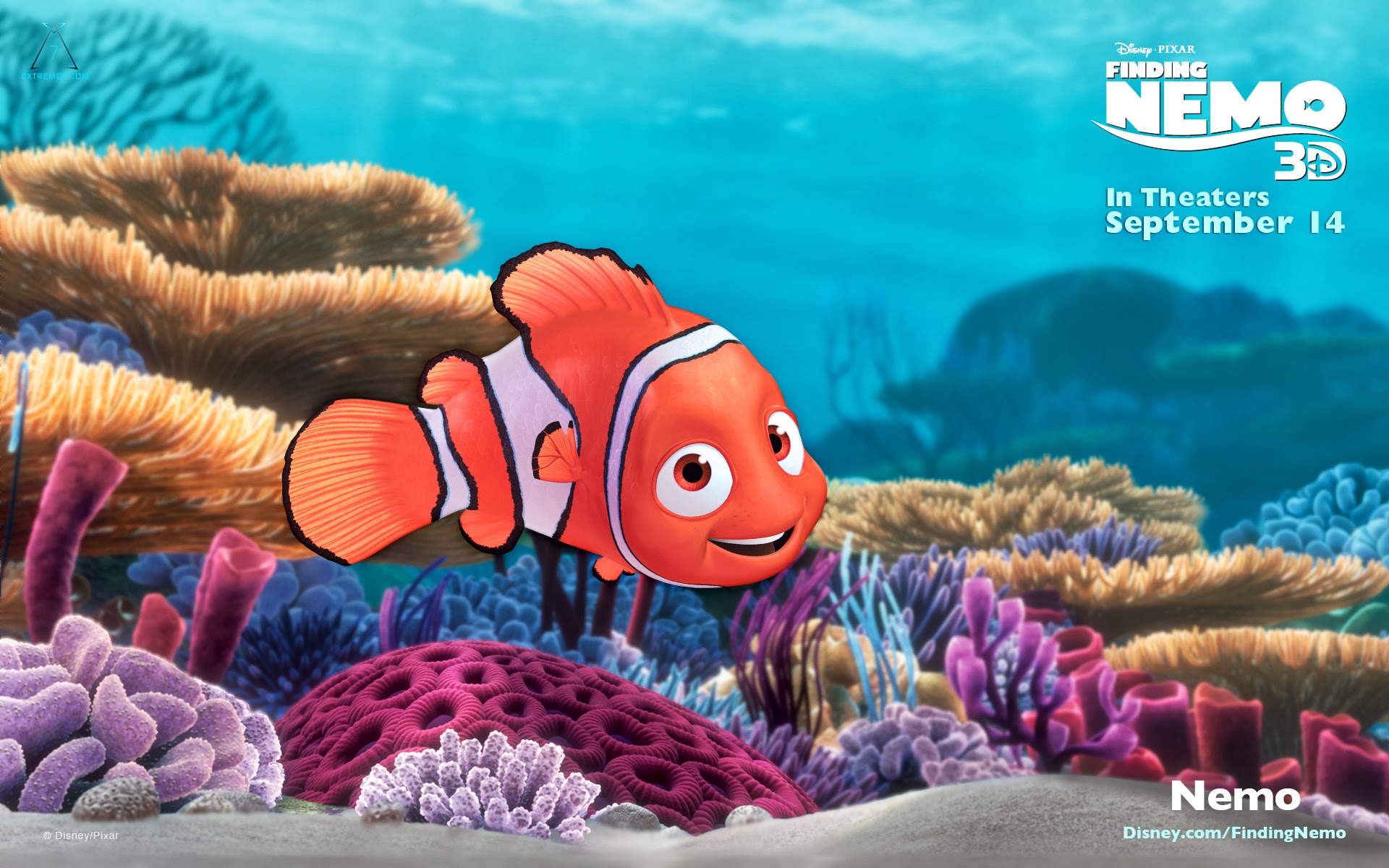 nemo wallpaper hd,anemone fish,fish,clownfish,reef,coral reef (#185122 ...