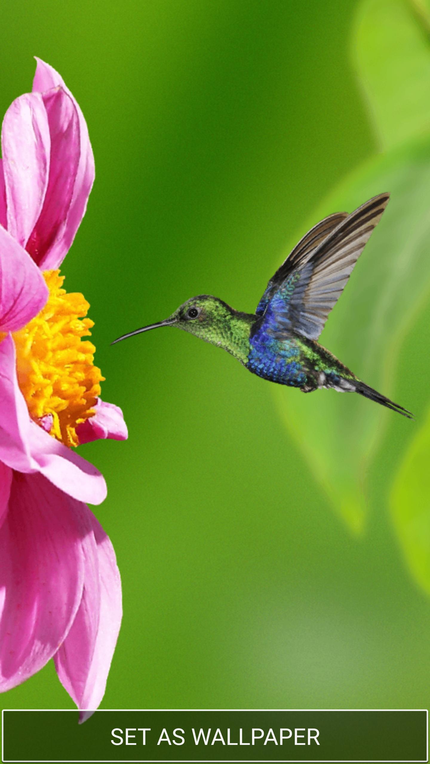 aplicativo de wallpaper,colibrì,uccello,colibrì gola rubino,pianta ...