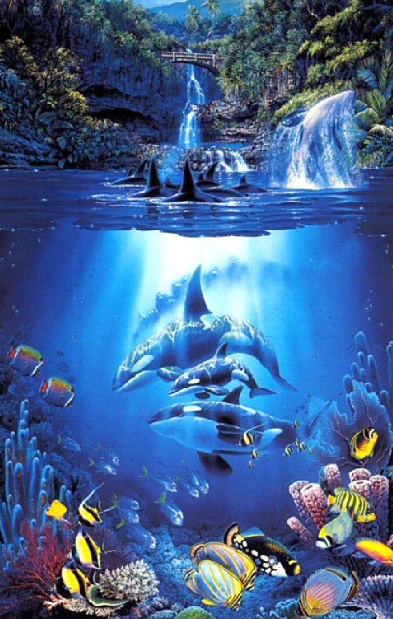 carta da parati kiss wale,biologia marina,acqua,paesaggio naturale ...