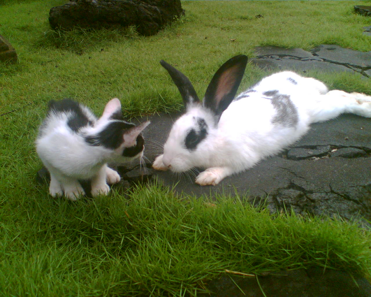 wallpaper kelinci bergerak,mammal,domestic rabbit,vertebrate,rabbit ...