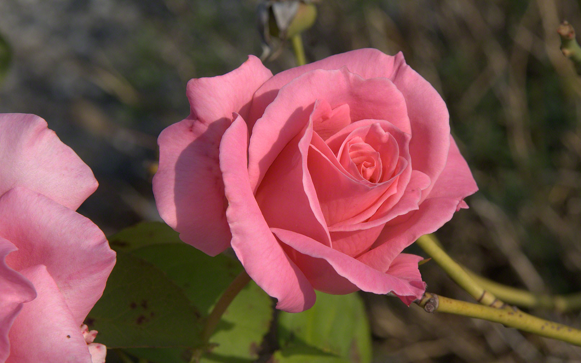 Pink Rose High Resolution- WallpaperUse