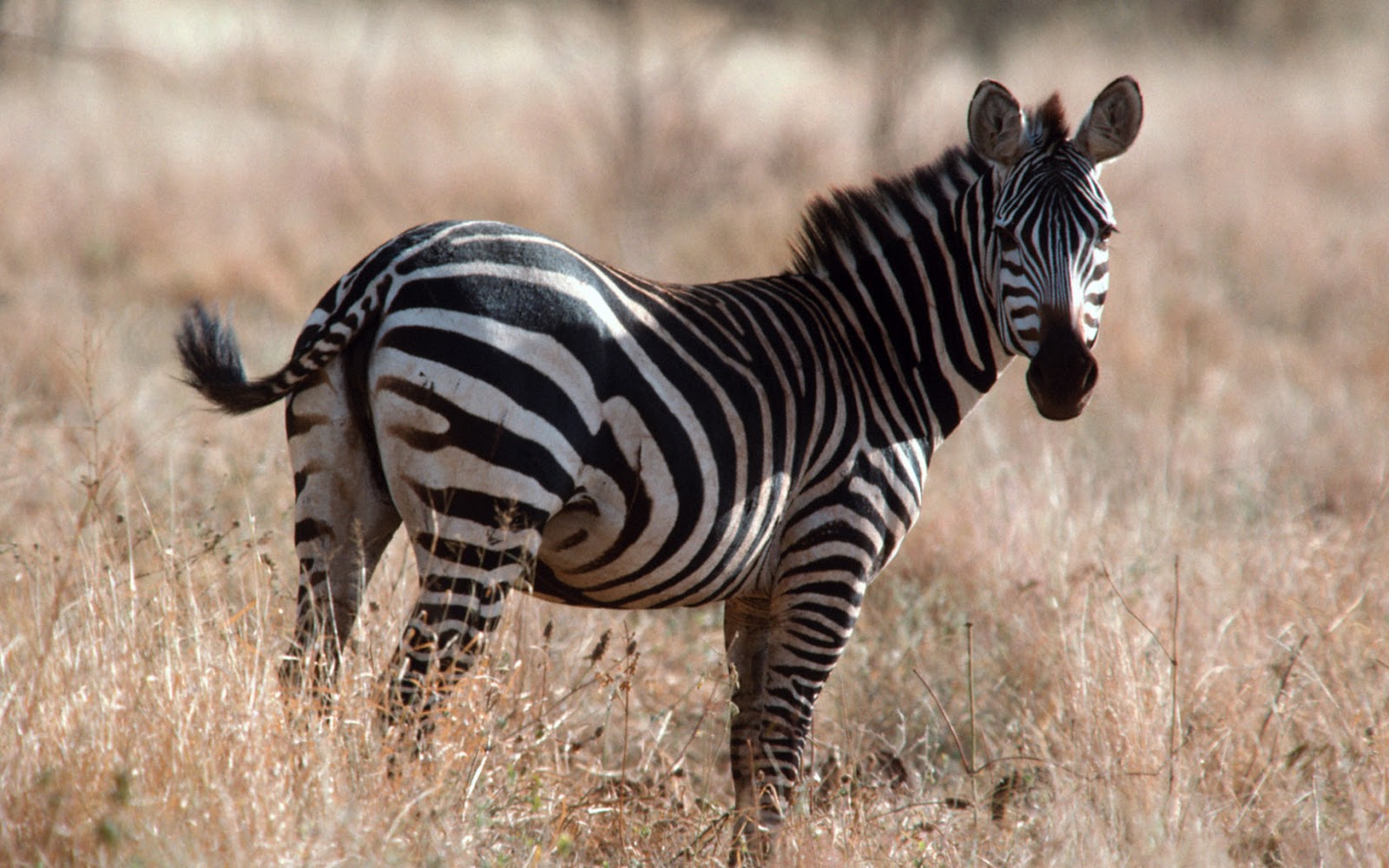 Zebra Animorph- WallpaperUse