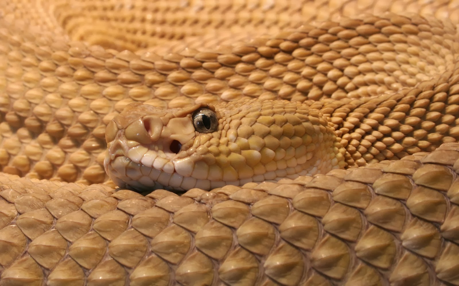 carta da parati serpente a sonagli,serpente,rettile,animale terrestre ...