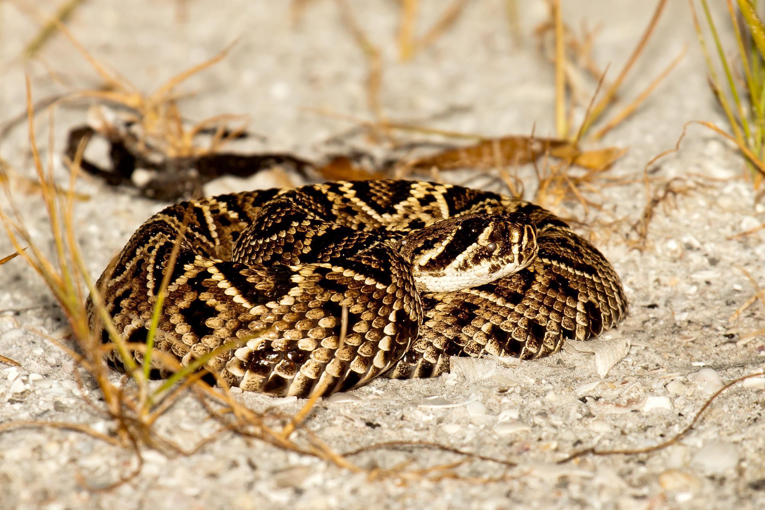 serpiente de cascabel,reptil,serpiente,animal terrestre,víbora ...