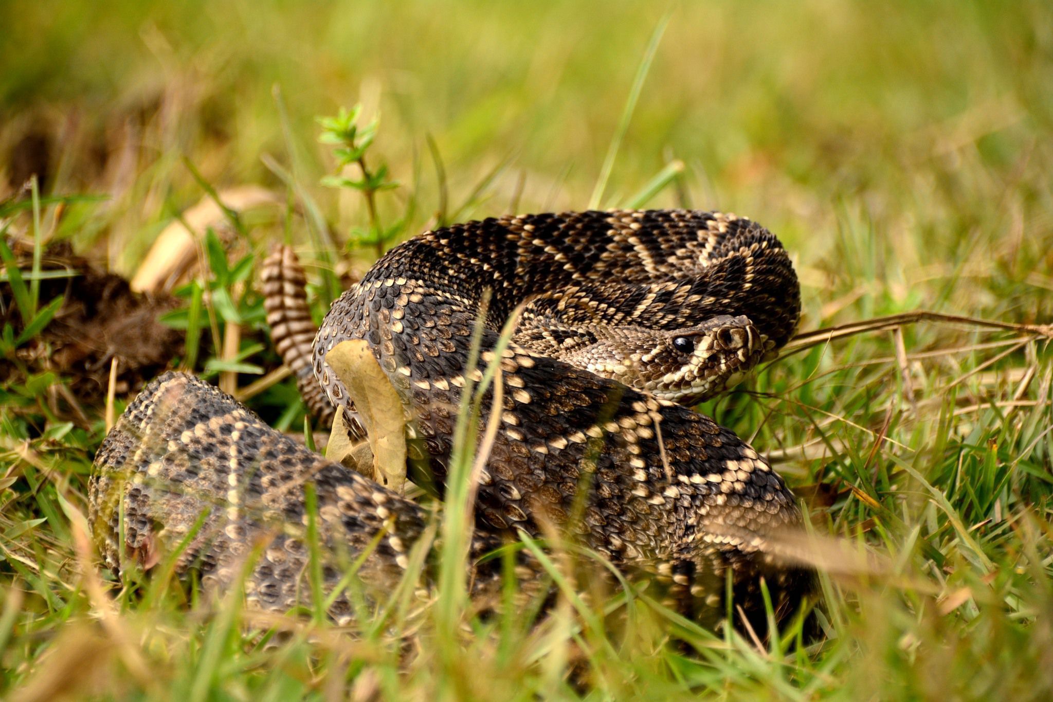 serpiente de cascabel,reptil,animal terrestre,serpiente,víbora ...