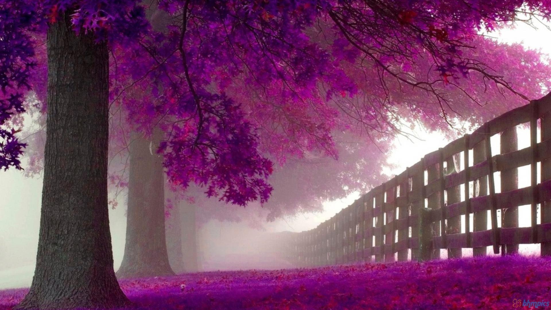lila wallpaper,purple,violet,nature,tree,pink (#198874) - WallpaperUse