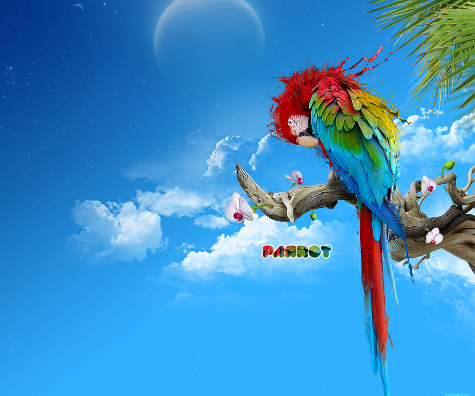 latino wallpaper,macaw,sky,parrot,bird,world (#199122) - WallpaperUse
