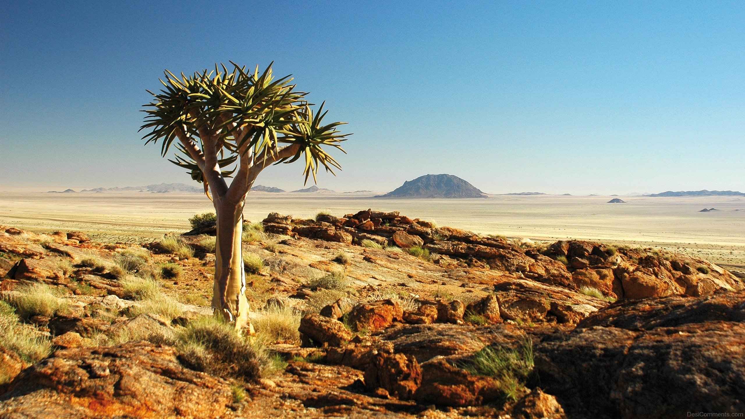 namibia wallpaper,nature,tree,natural landscape,vegetation,natural ...