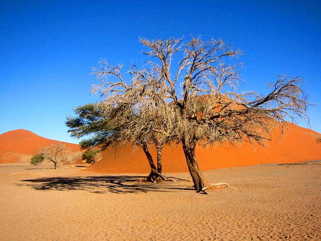 Trees Wallpaper - Namibia- WallpaperUse