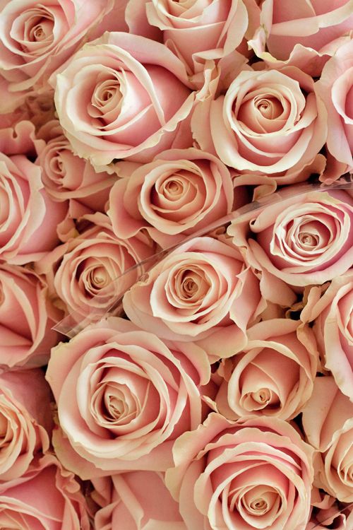 Real Rose Gold Roses- WallpaperUse