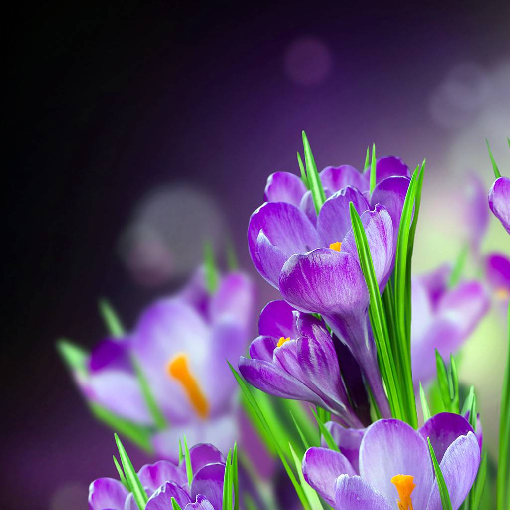 carta da parati,fiore,pianta fiorita,tommy crocus,petalo,croco cretese ...