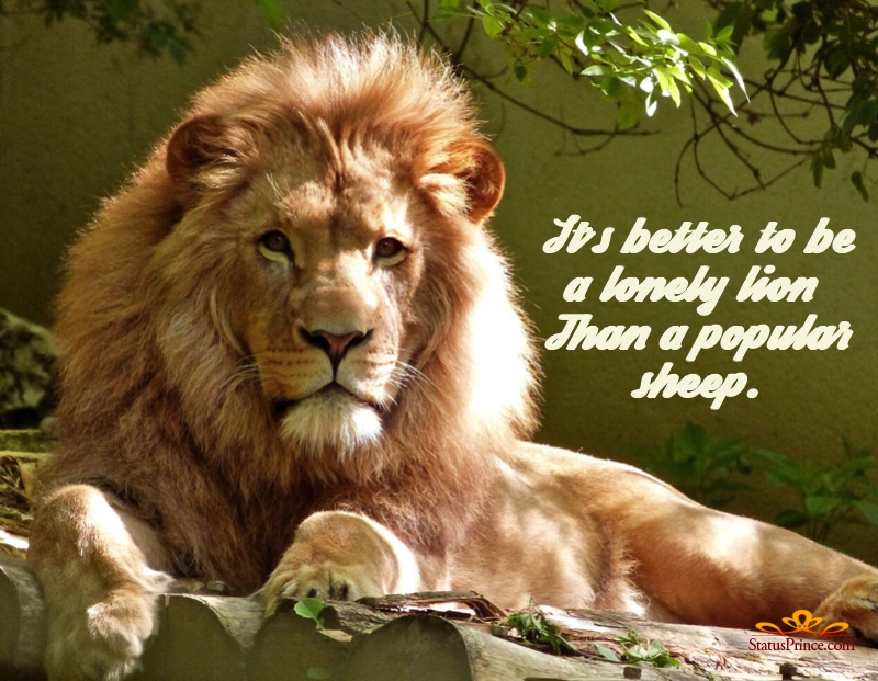 alone wallpaper,vertebrate,lion,mammal,wildlife,felidae (#23701 ...