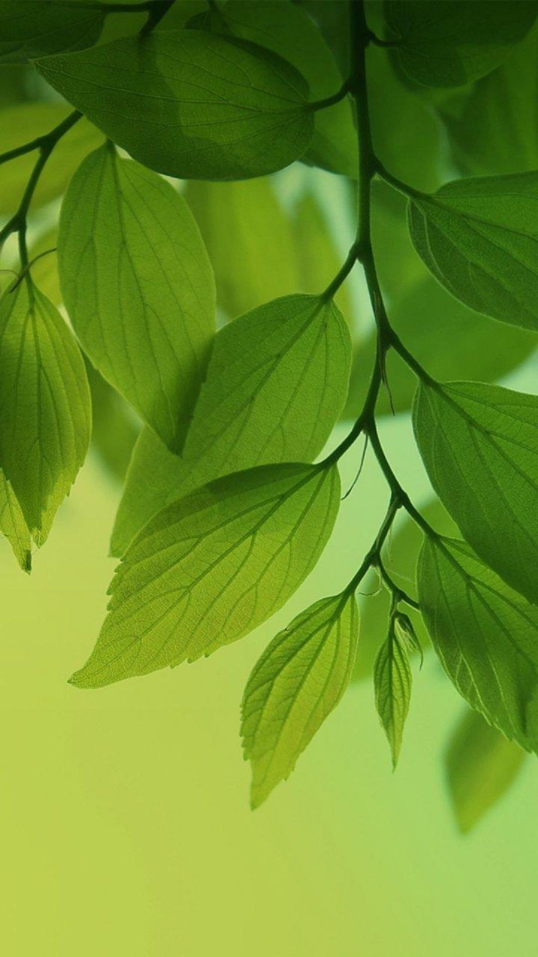 Green Wallpapers Android Apps On Google Play Data - Green Wallpaper Hd ...