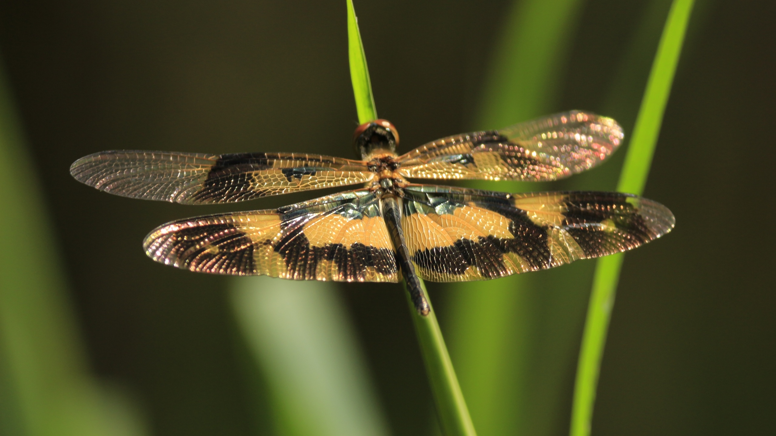 micro wallpaper,dragonfly,insect,dragonflies and damseflies,net winged ...