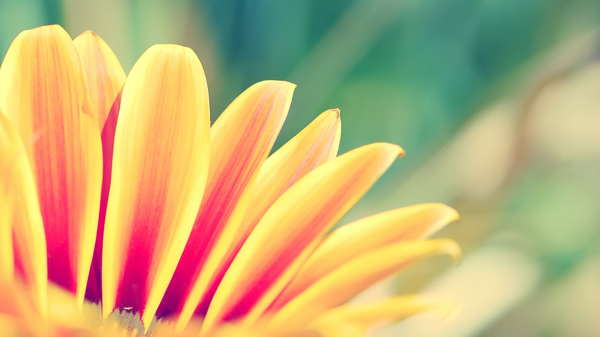 Yellow Chrysanthemum Micro Amazing Flower Wallpaper - Micro Flower ...