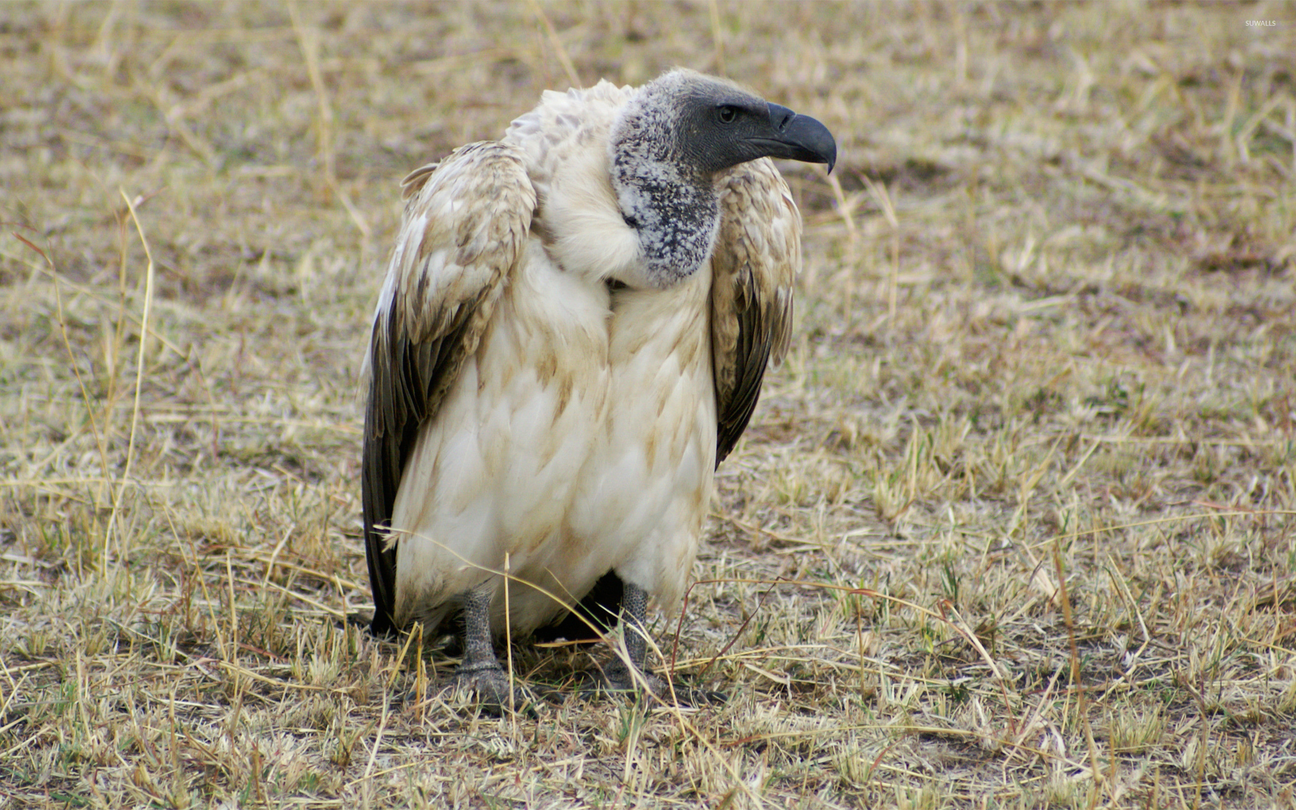 vulture wallpaper,bird,vertebrate,beak,bird of prey,accipitriformes ...