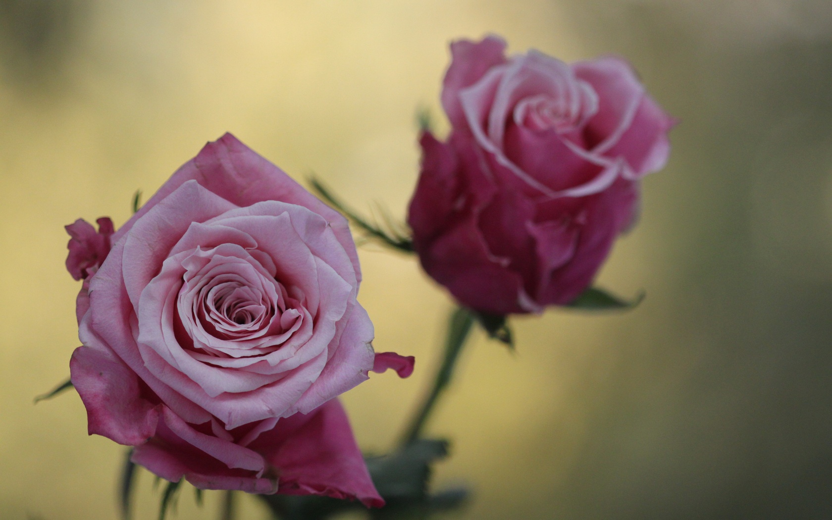 pretty rose wallpapers,flower,garden roses,pink,rose,petal (#206888 ...