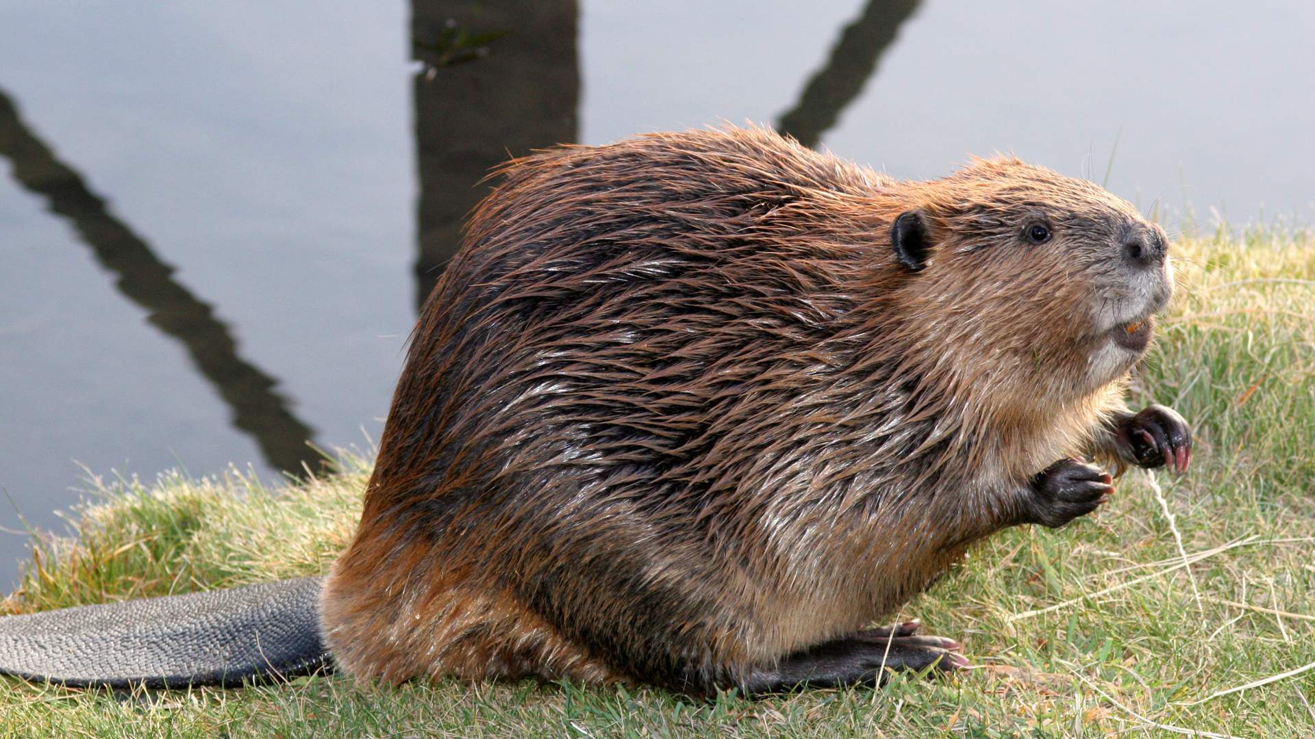 Pictures Of Beaver - Oregon State Animal- WallpaperUse