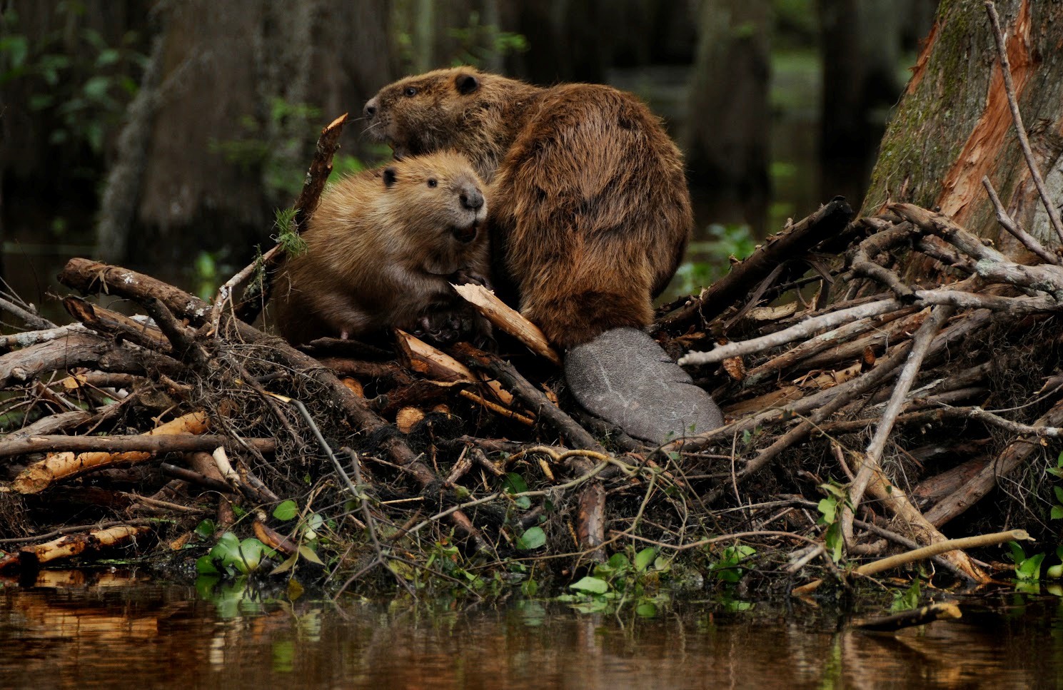 Beaver 4k - Beavers In Swamps- WallpaperUse