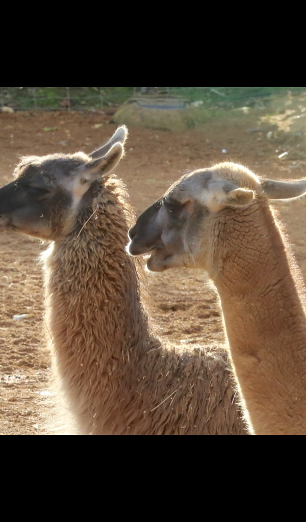 lama wallpaper,vertebrate,llama,mammal,alpaca,terrestrial animal ...