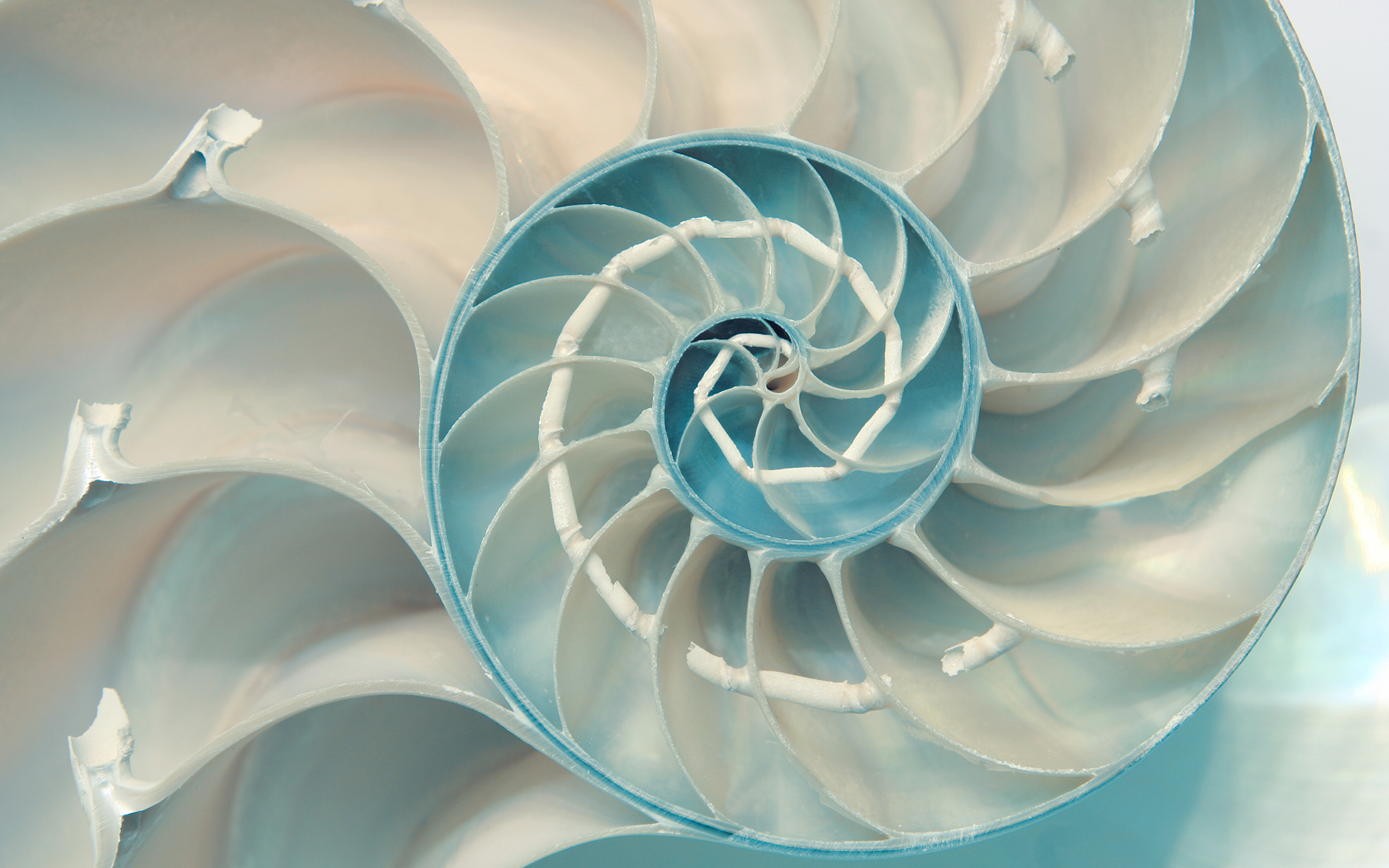 A Cut Nautilus Shell In A Perfect Spiral - Biomimicry Design- WallpaperUse