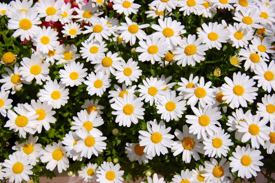 Papatya Hd- WallpaperUse