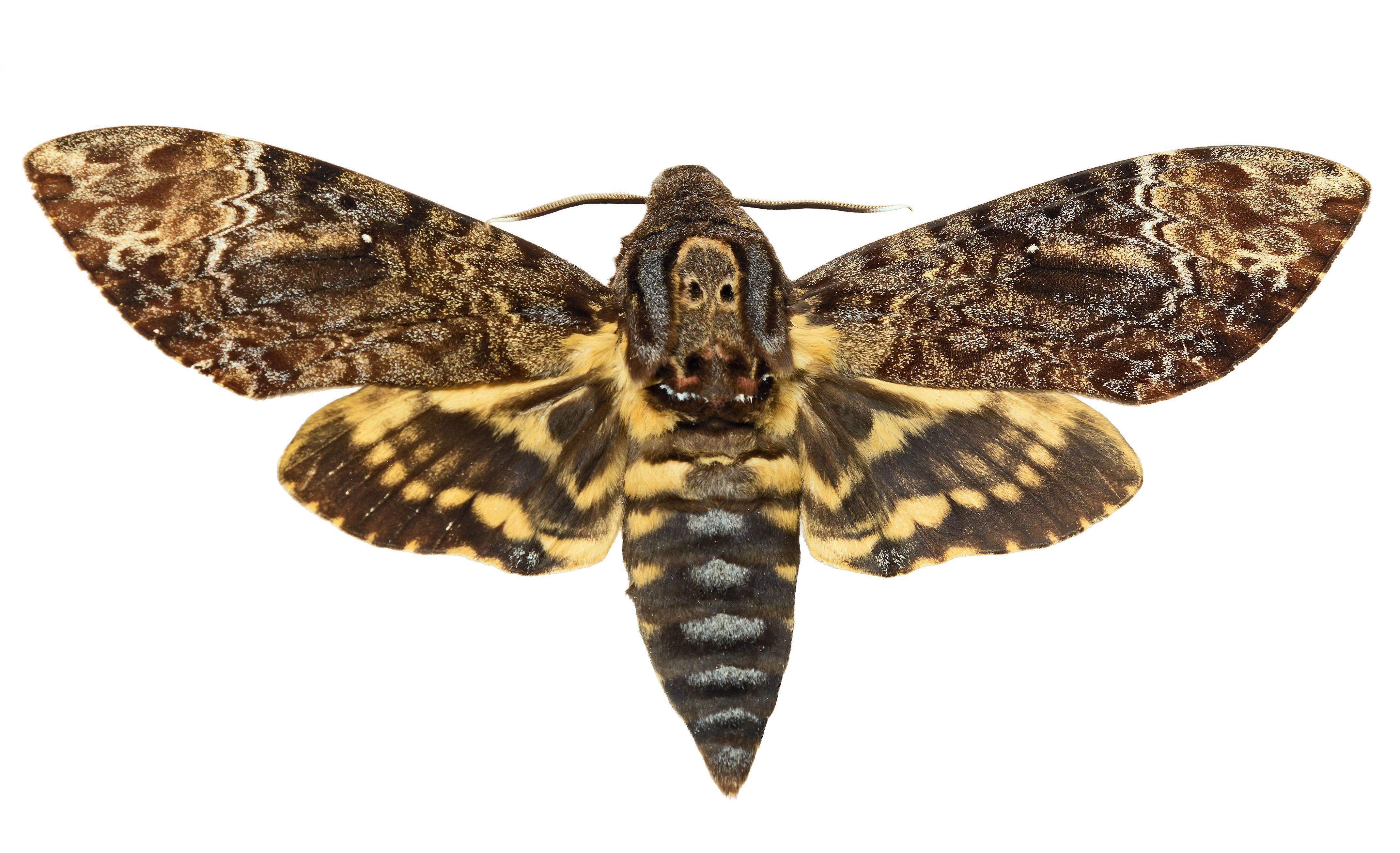 Death's Head Hawk Moth- WallpaperUse