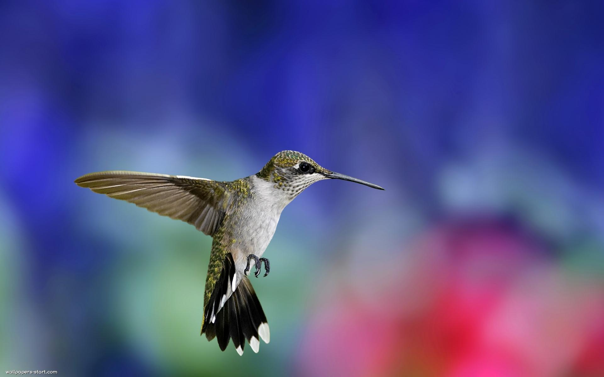 colibri wallpaper,bird,hummingbird,beak,nature,wing (#219256 ...