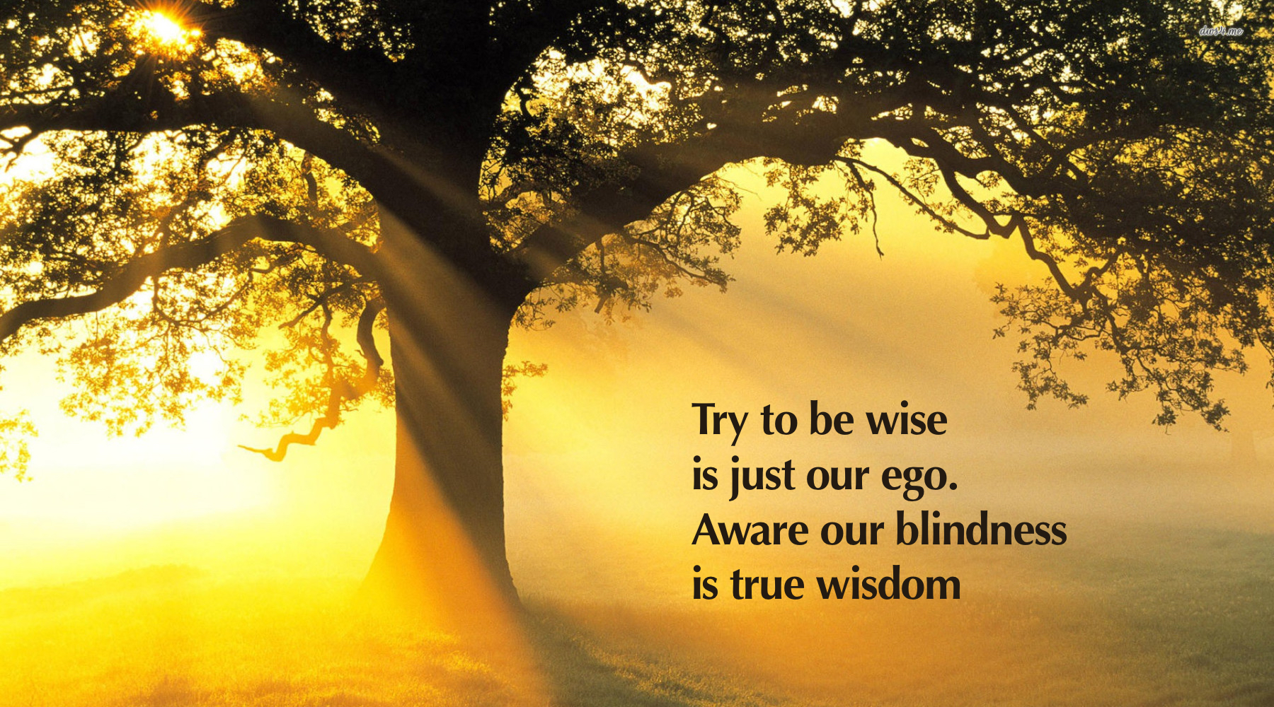 wisdom wallpaper,natural landscape,people in nature,nature,morning,tree ...