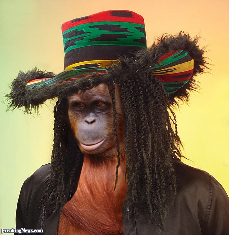 carta da parati rastaman,testa,umano,cappello,copricapo,divertimento ...